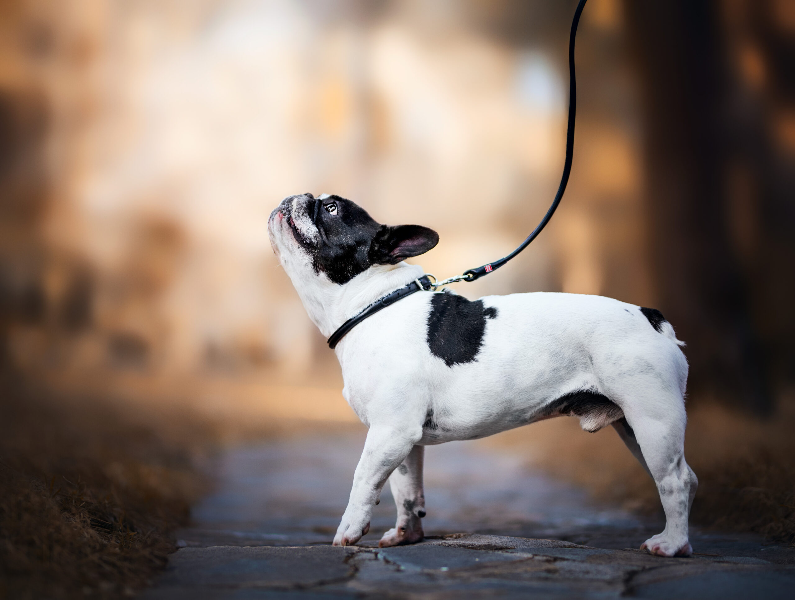 Gallery - Mind My Frenchie - Accessories and Toys for French Bulldogs